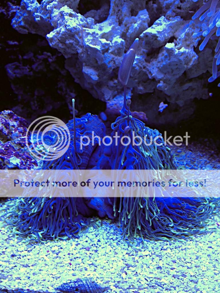 Treatment Protocol for Sick Anemones | Reef2Reef